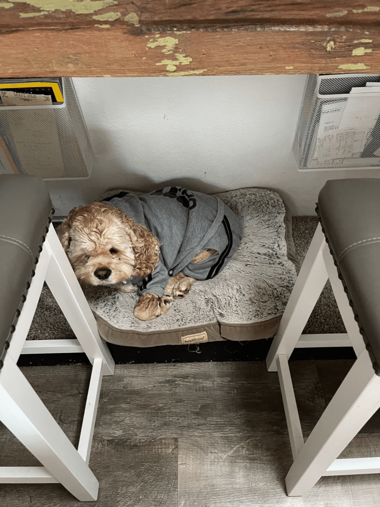Living With a Dog In a Skoolie | Skoolie Livin